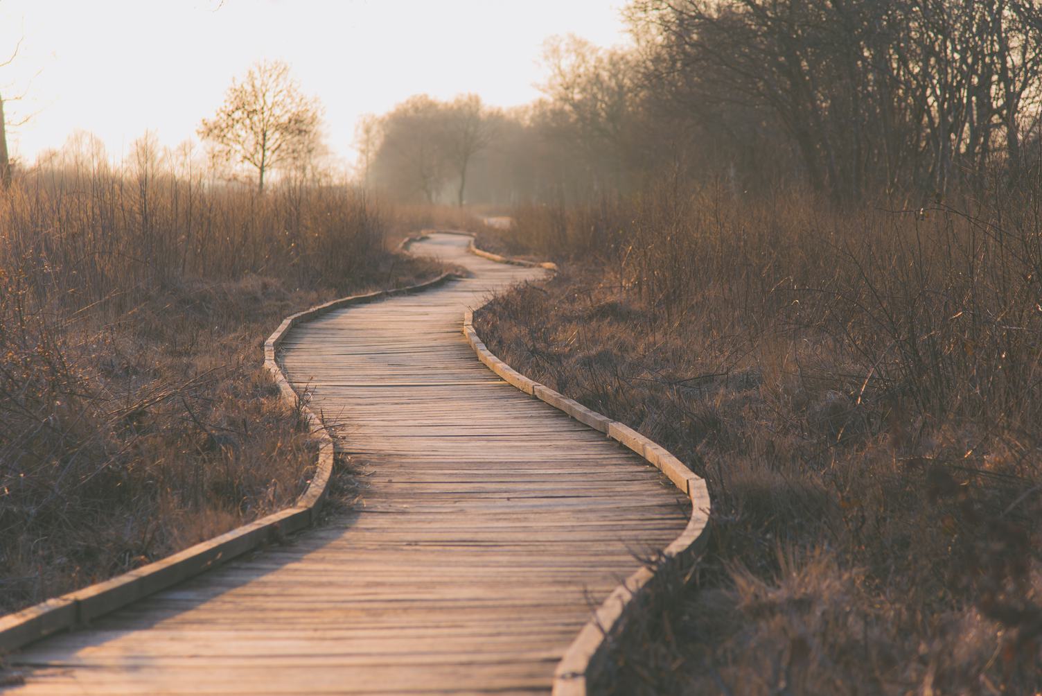 Free Photo: Wooden Path in the Countryside