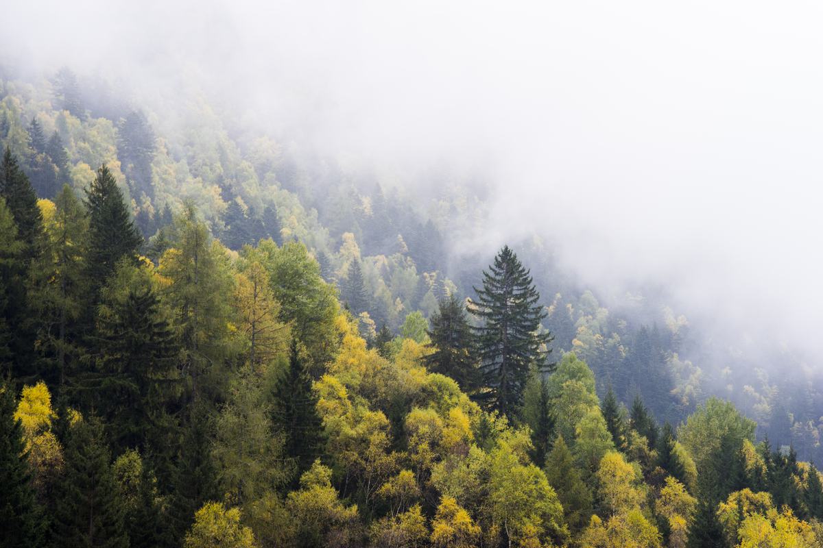 Free Photo: Misty Forest on the Mountain