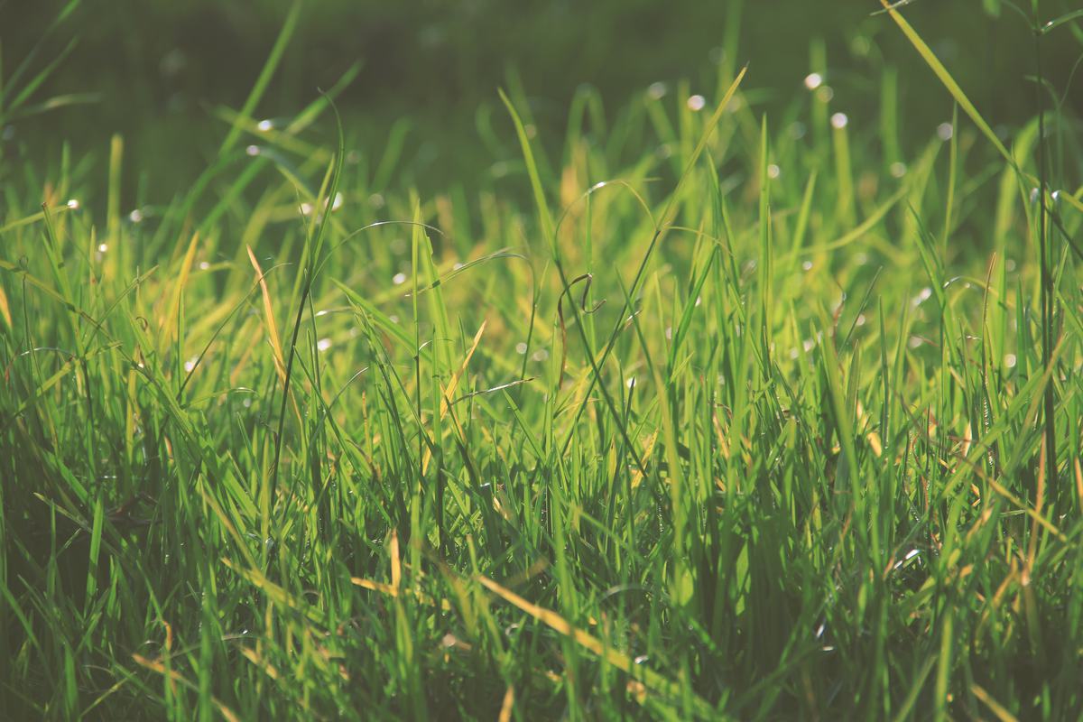 Free Photo: Lush Spring Green Grass