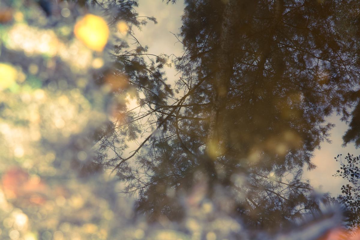 Free Photo: The Reflection of Tree a Puddle in Forest