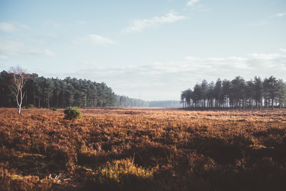 Free Photo: Dry Grass with Forest Background