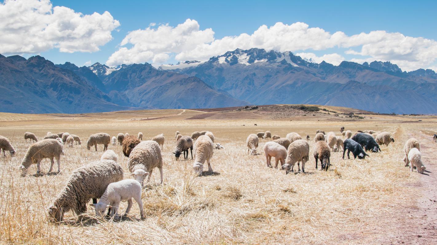 Free Photo: Herd of Sheep Grazing in the Mountains