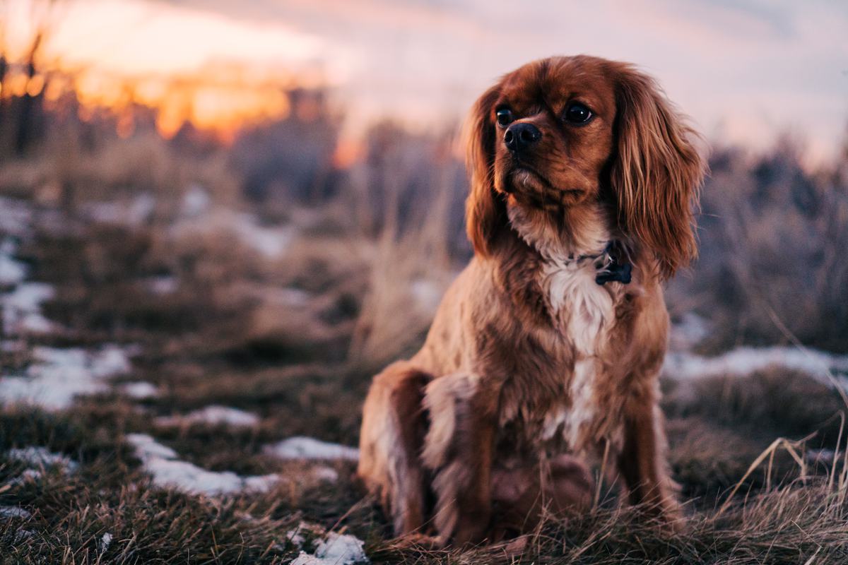 Free Photo: Portrait of Brown Dog Sitting