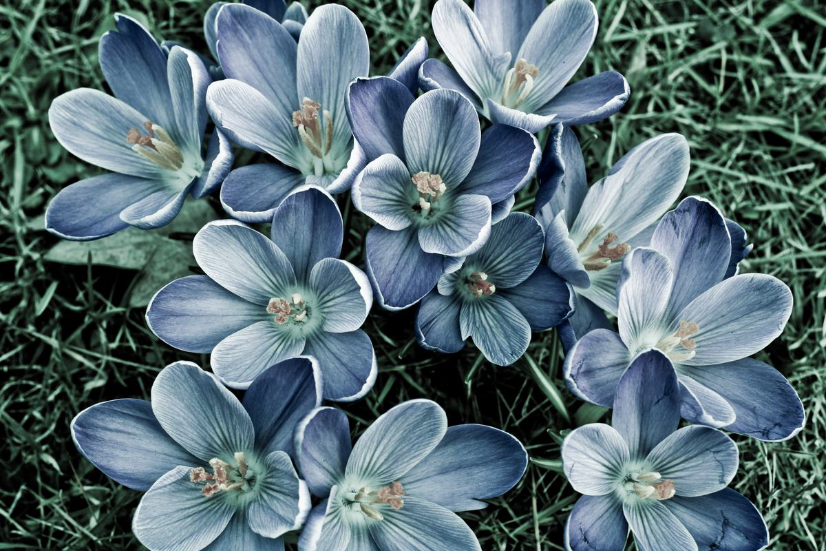 Free Photo: Crocus Spring Flowers Closeup