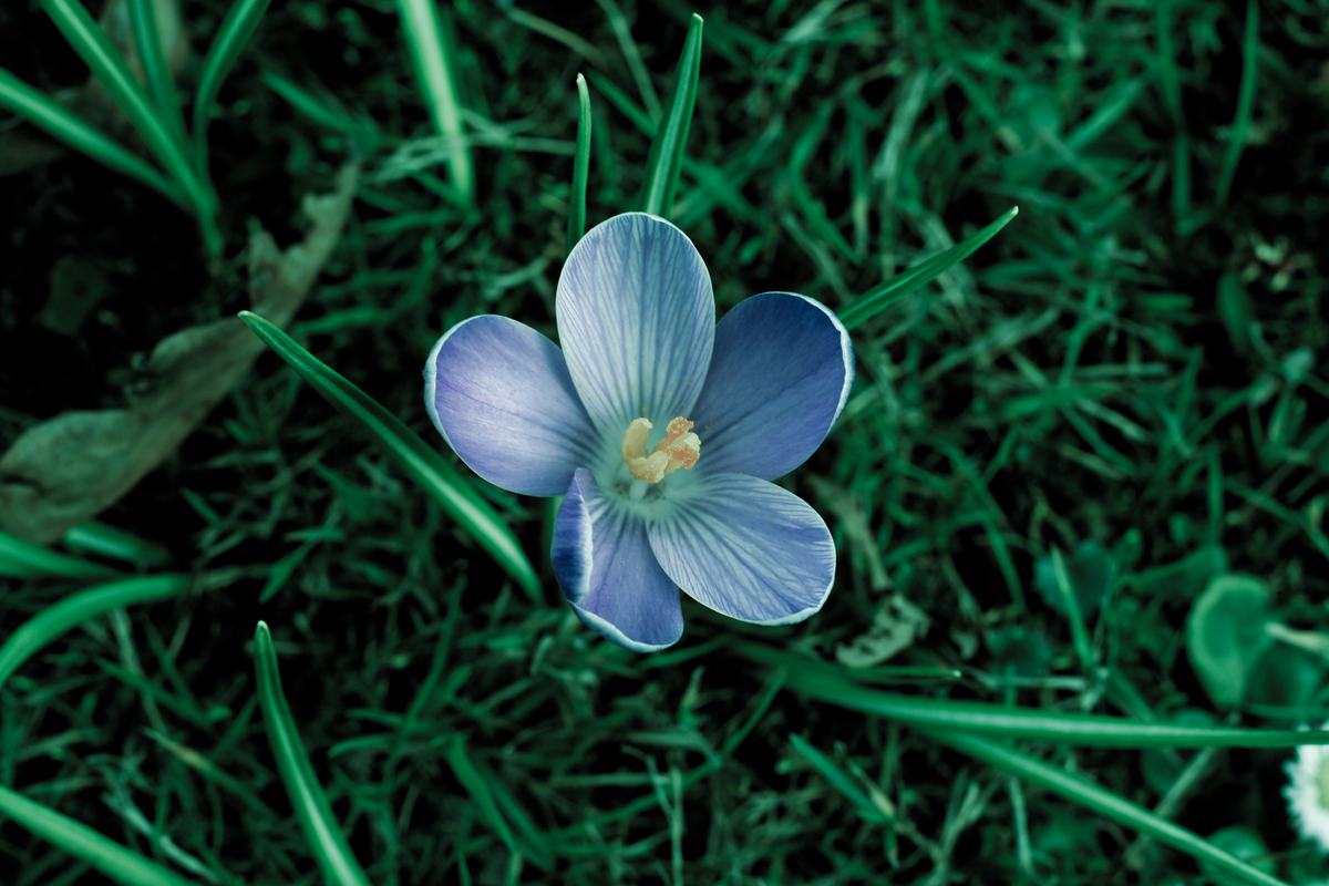 Free Photo: Closeup of Open Blue Crocus from above
