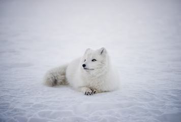 Free Photo: Close Up Cute Little White Fox