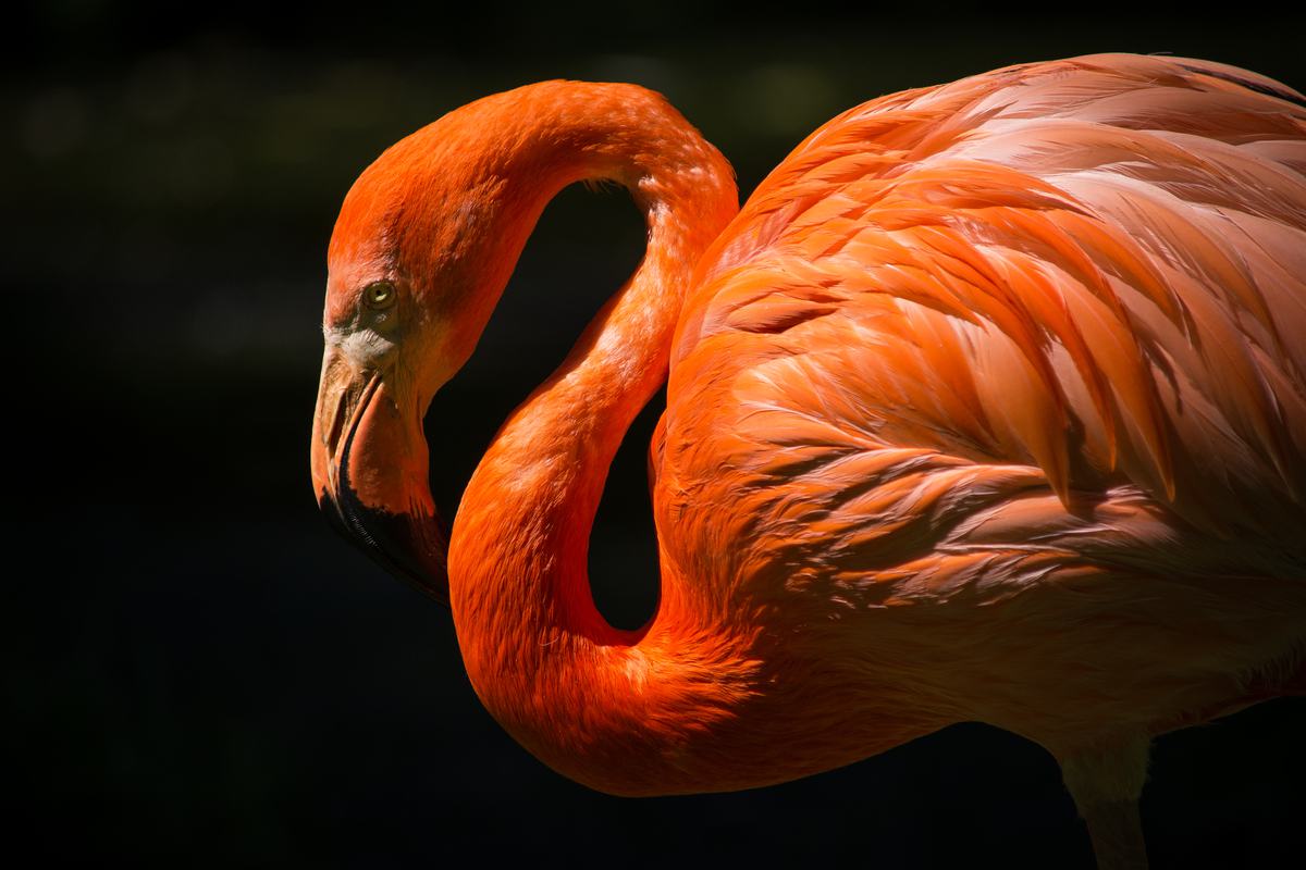 Free Photo: Single Flamingo on Dark Background