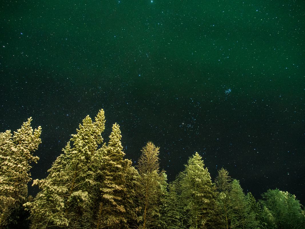 Free Photo: Long Exposure of Stars over the Trees