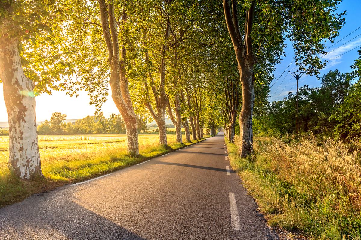 Free Photo: Empty Rural Road surrounded by Trees