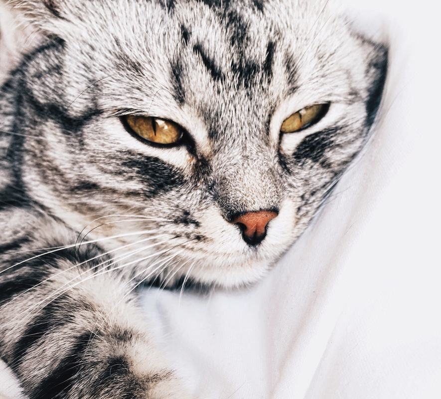 Free Photo: Sweet Animal - Cat Face Portrait