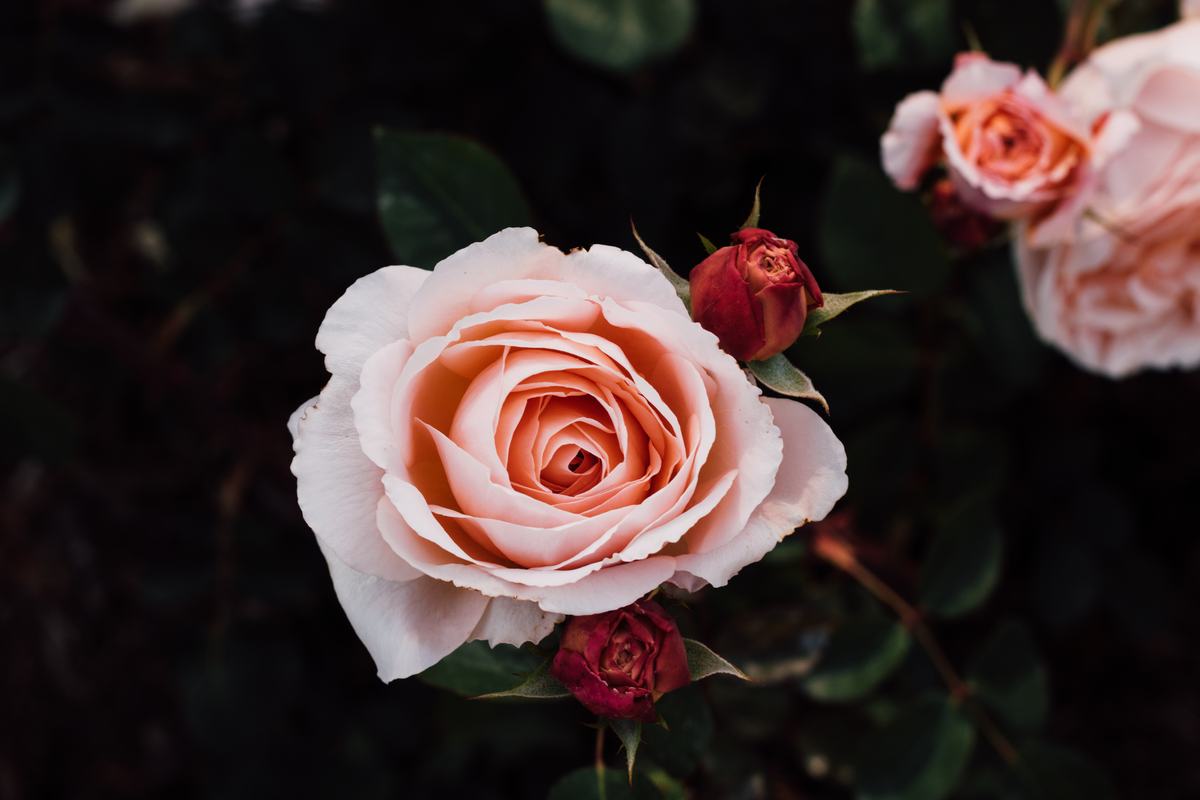 Free Photo: Tea Rose Flowers View from Above