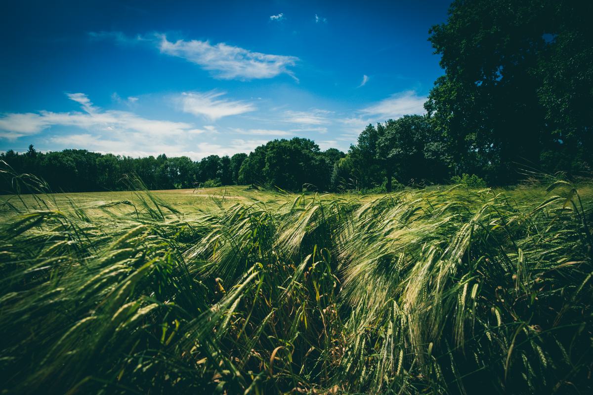 Free Photo: Green and Relaxing Wheat Field, Rural Landscape