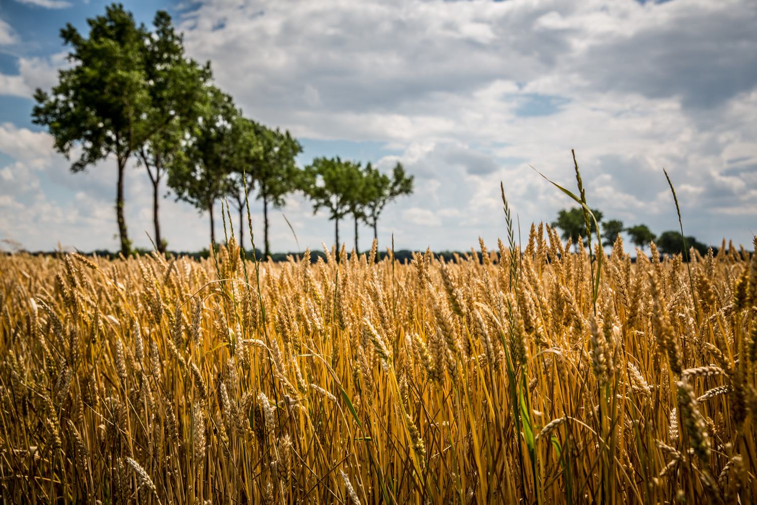 Free Photo: Rural Landscape with Wheat Field and Clouds