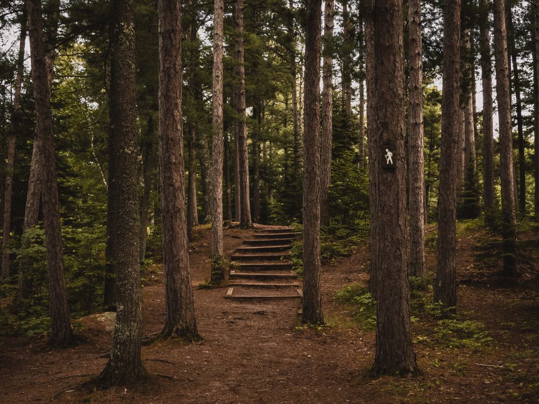 Free Photo: Hiking Trail through the Forest
