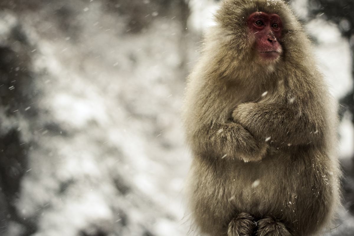 Free Photo: Sad Macaque Sits with Arms Crossed, Jigokudani Monkey Park ...