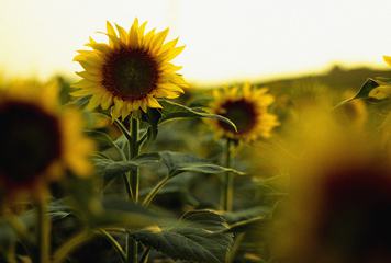 Free Photo: Woman Standing Back in Sunflowers Field