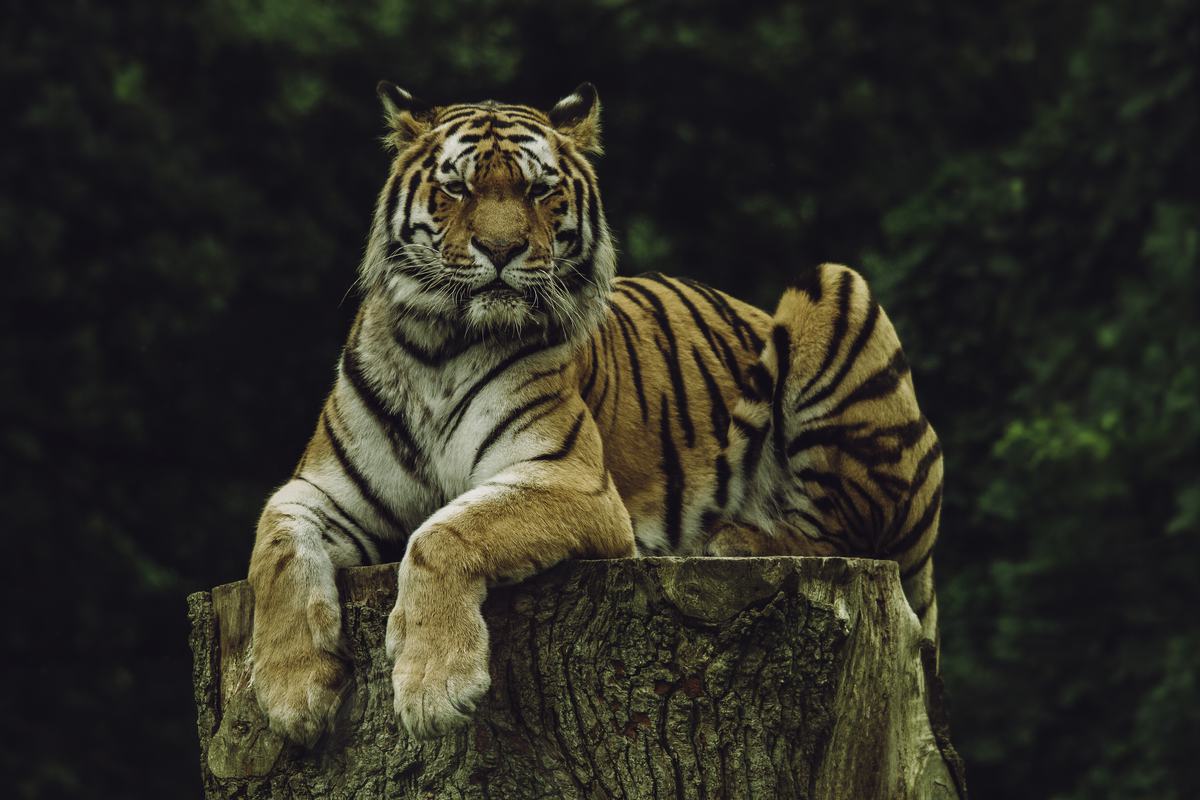 tiger in a tree