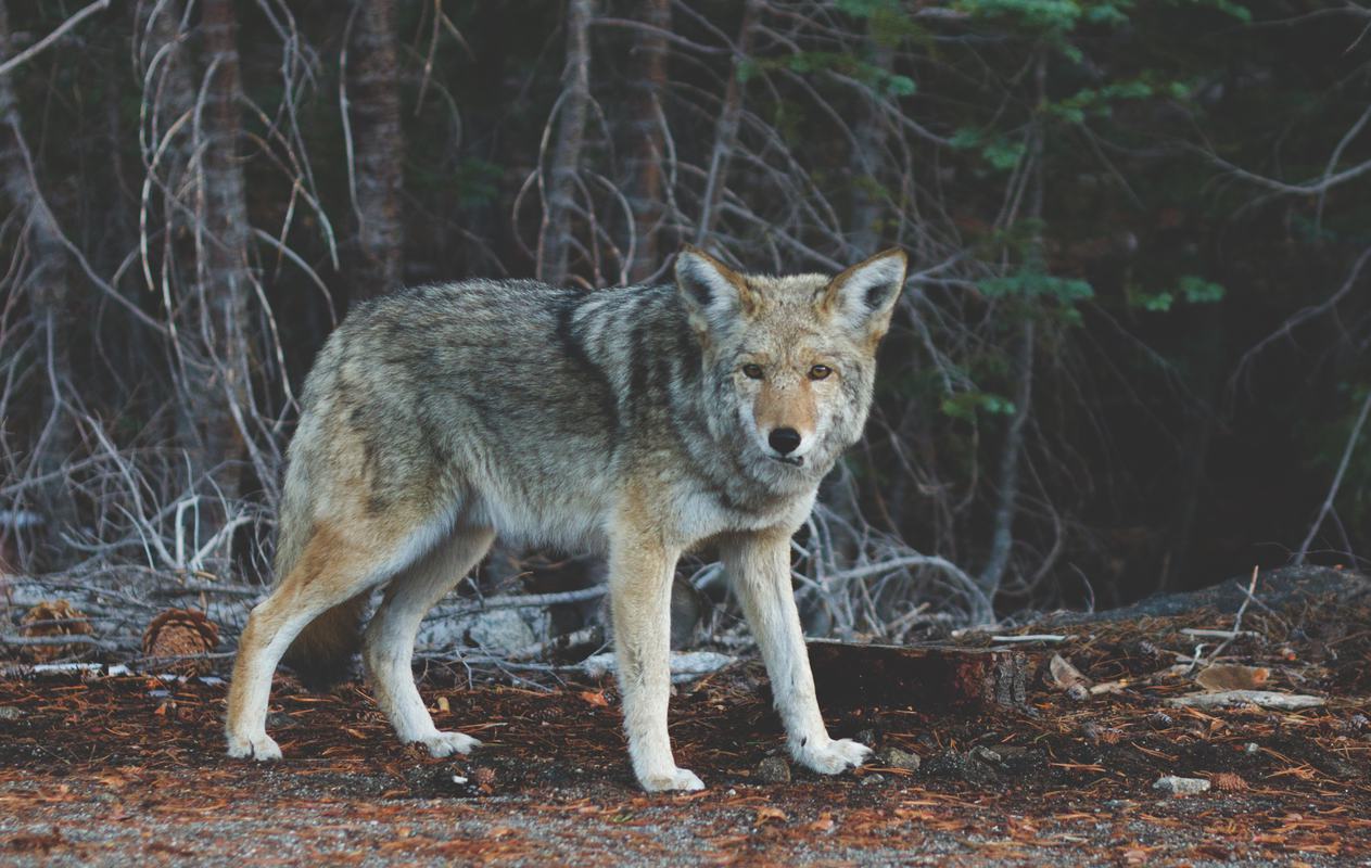 Free Photo: Wolf in Natural Environment, Looking Directly into the Camera