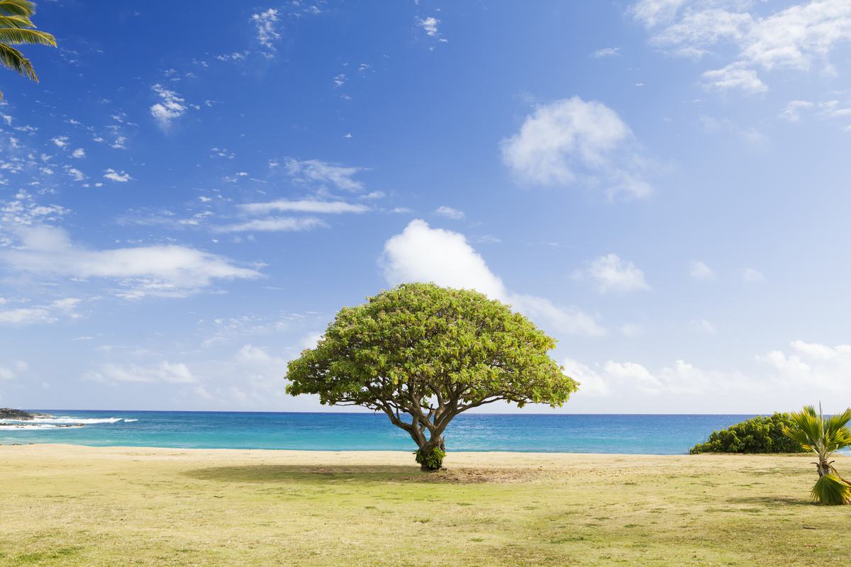 Free Photo: Tree on the Beach