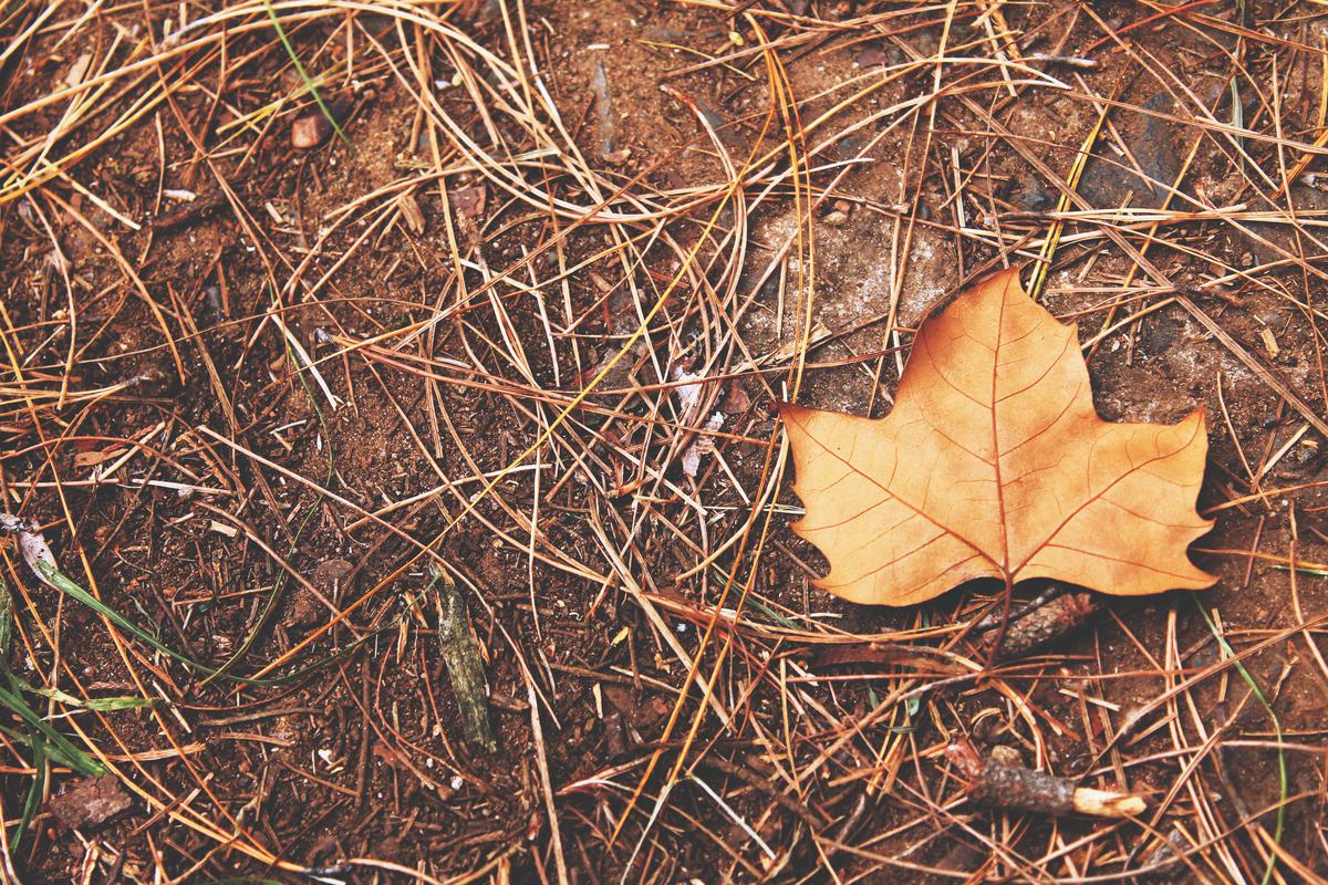 Free Photo: Autumn Maple Leaf on a Real Soil