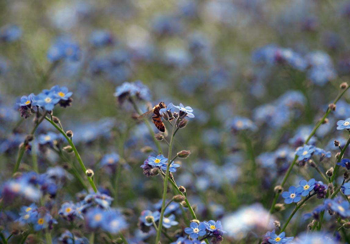 Free Photo: Bee on Blue Forget-me-not Flowers