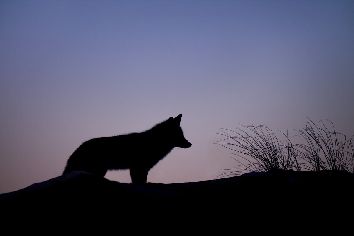 Free Photo: Fox Silhouette at Sunset