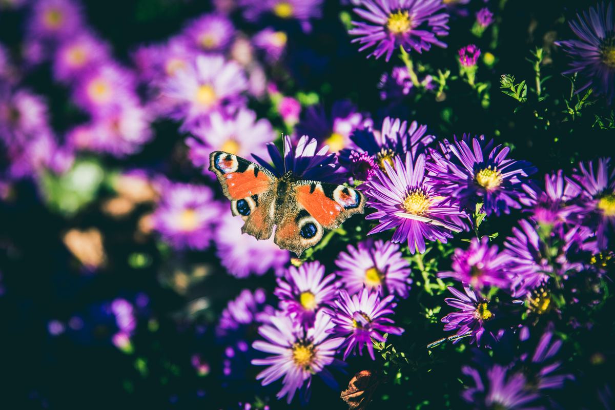 Free Photo: European Peacock Butterfly on Violet Chrysanthemum Flowers