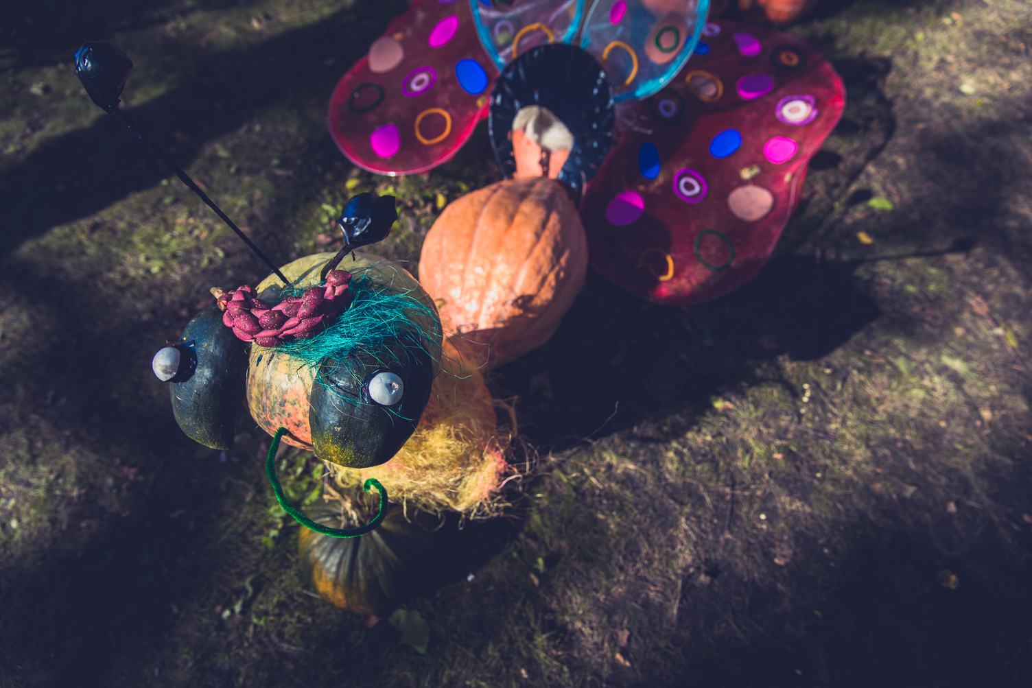 Free Photo: Pumpkin Creature