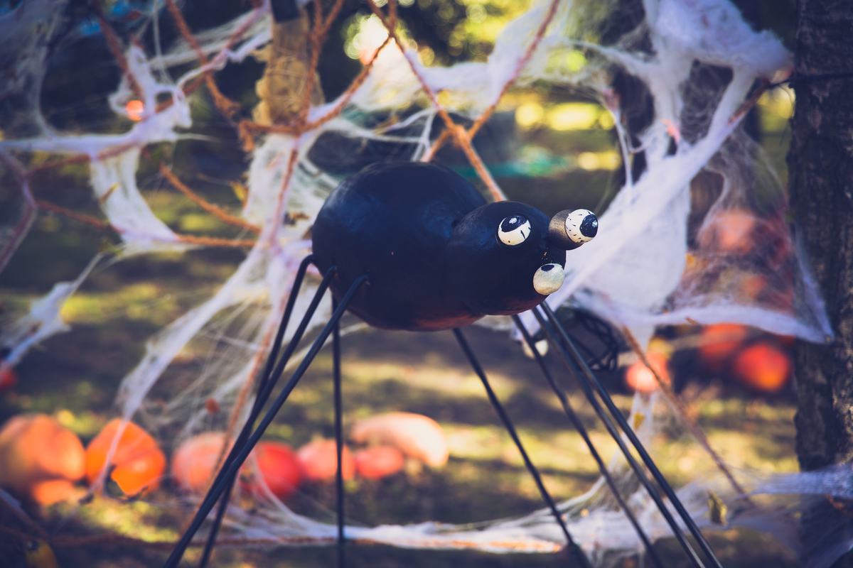 Free Photo: Spider Halloween Holiday Decoration