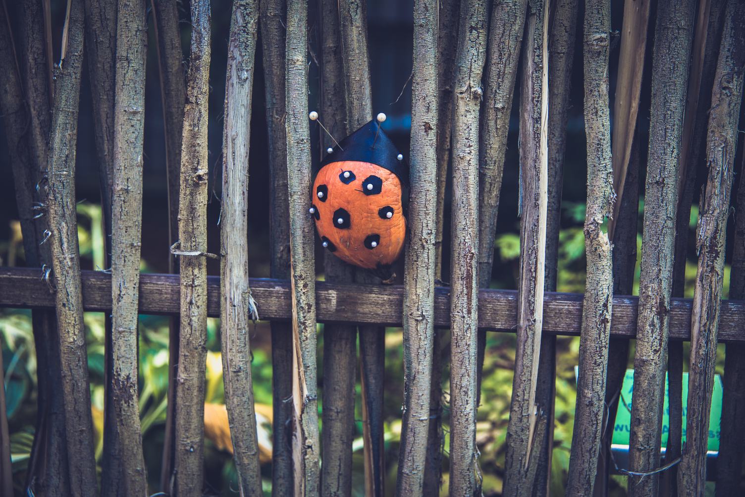 Free Photo: Pumpkin Ladybug Sitting on Fence with Sticks