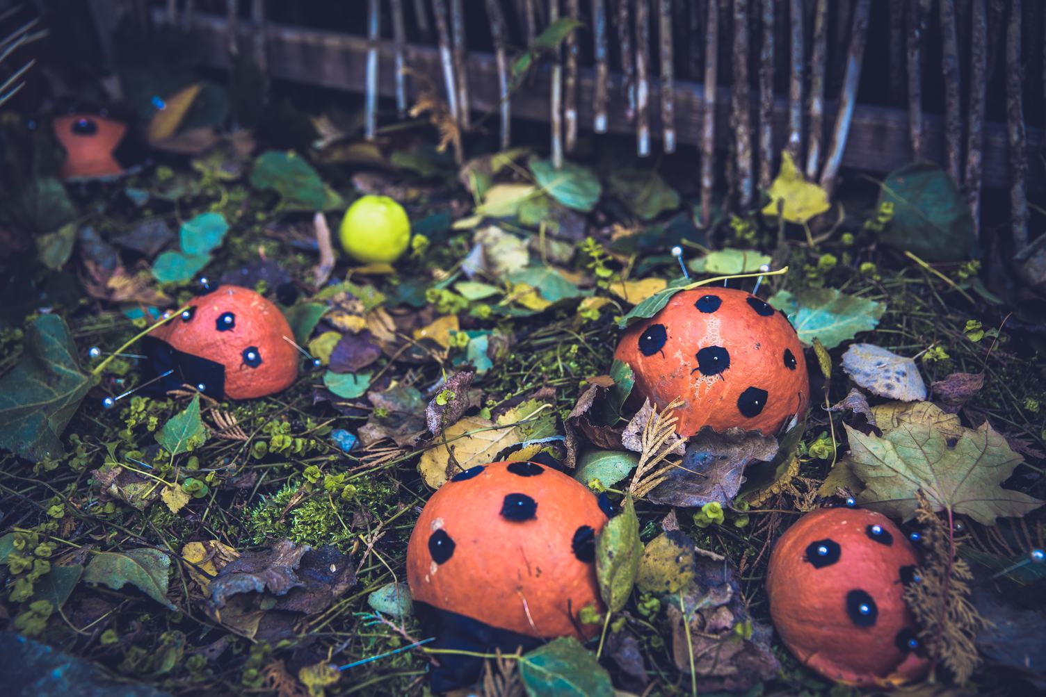 Free Photo: Pumpkin Ladybugs Family
