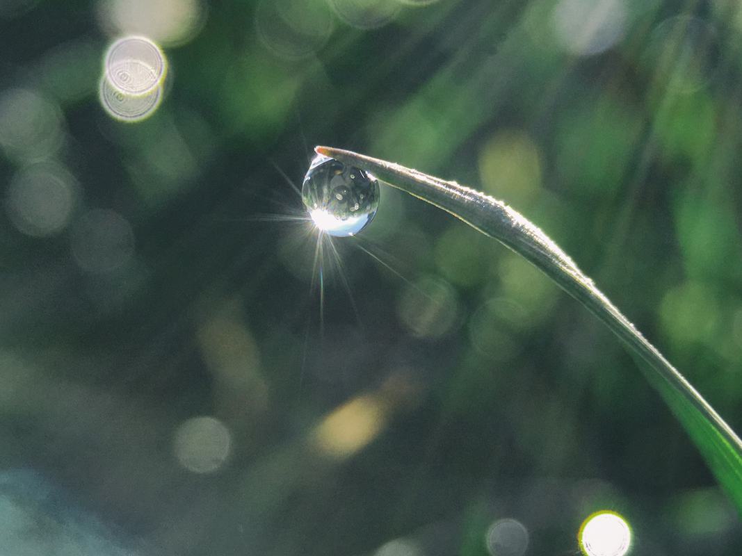 Free Photo: Water Drop Shine in Sun Light