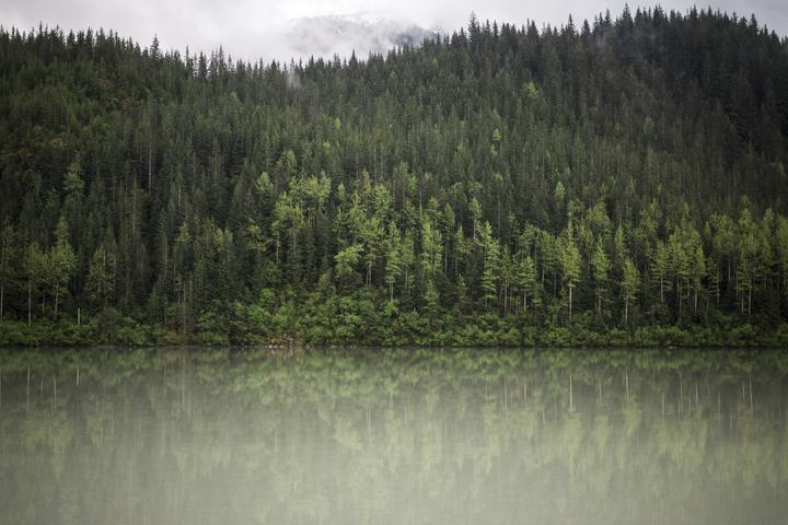 Forest Free Photos