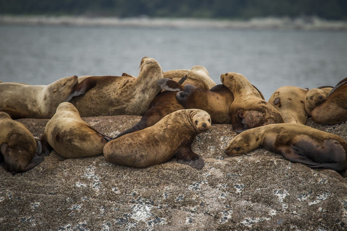 Free Photo: Earless Seals