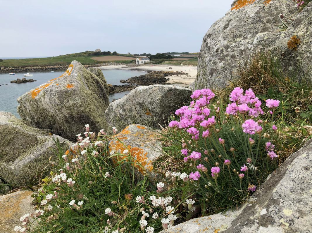 Free Photo: Small Purple Flowers Growing on the Cliff
