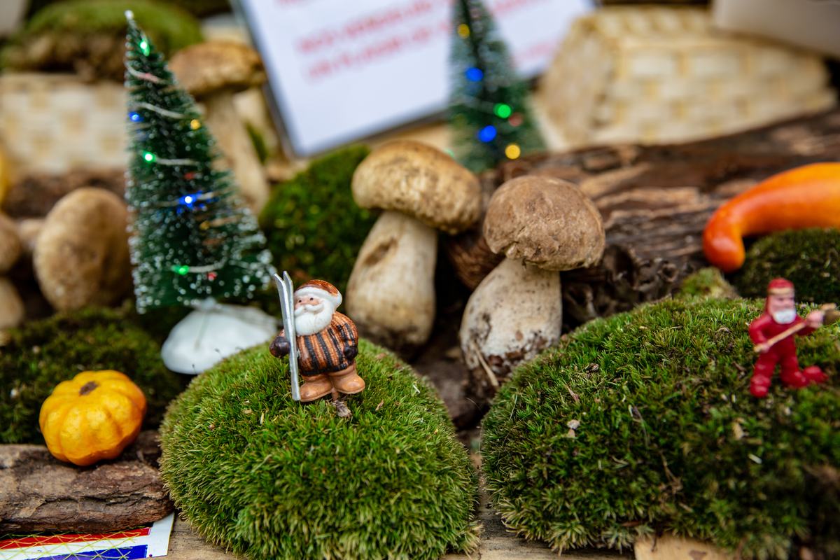 Free Photo: Christmas Decoration with Moss