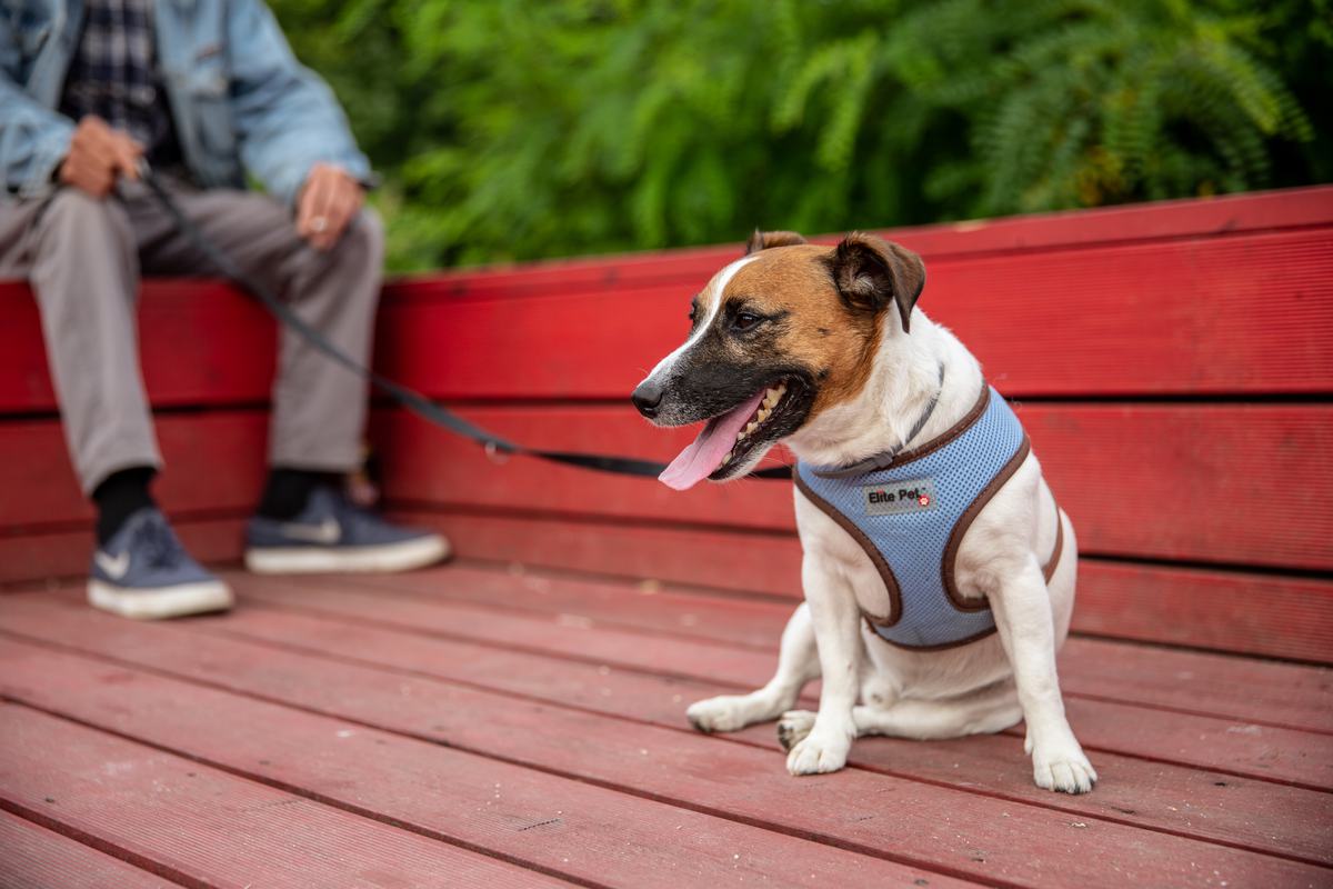 Free Photo: Dog with its Owner