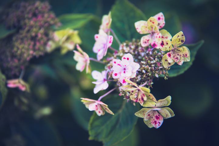 Free Photos (CC0) - AltPhotos