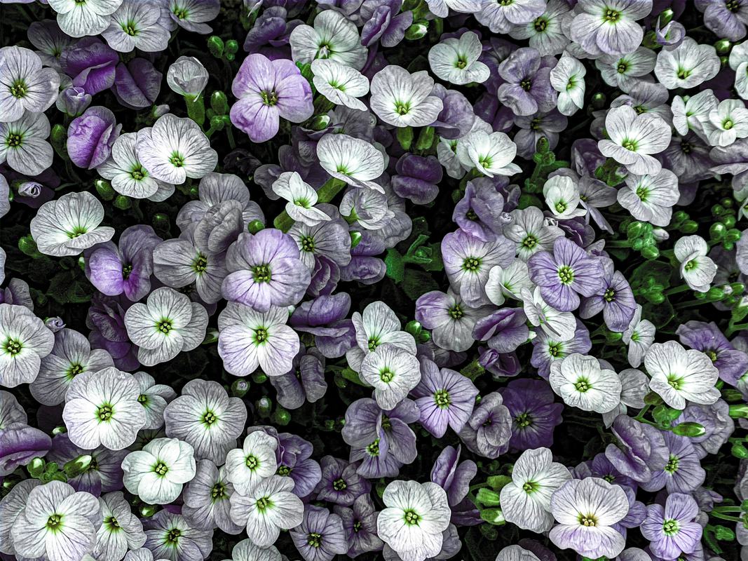 Free Photo: Spring Flowers