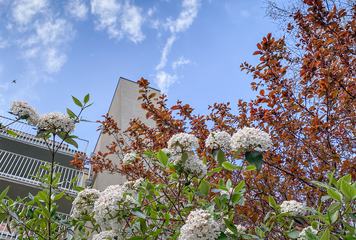 Free Photo: Spring Flower - Hyacinth