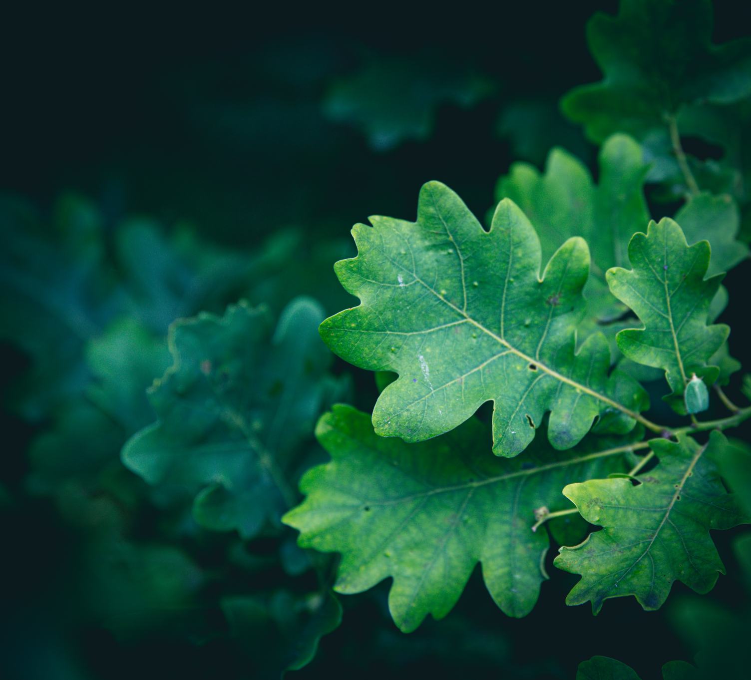 Free Photo: Oak Twig