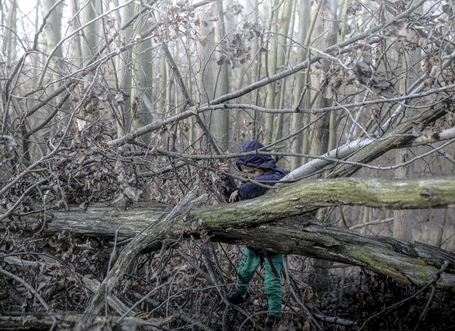 Free Photo: Boy Between the Branches
