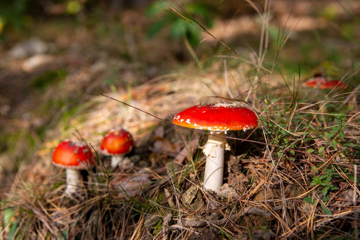 Free Photo: Red Toadstools