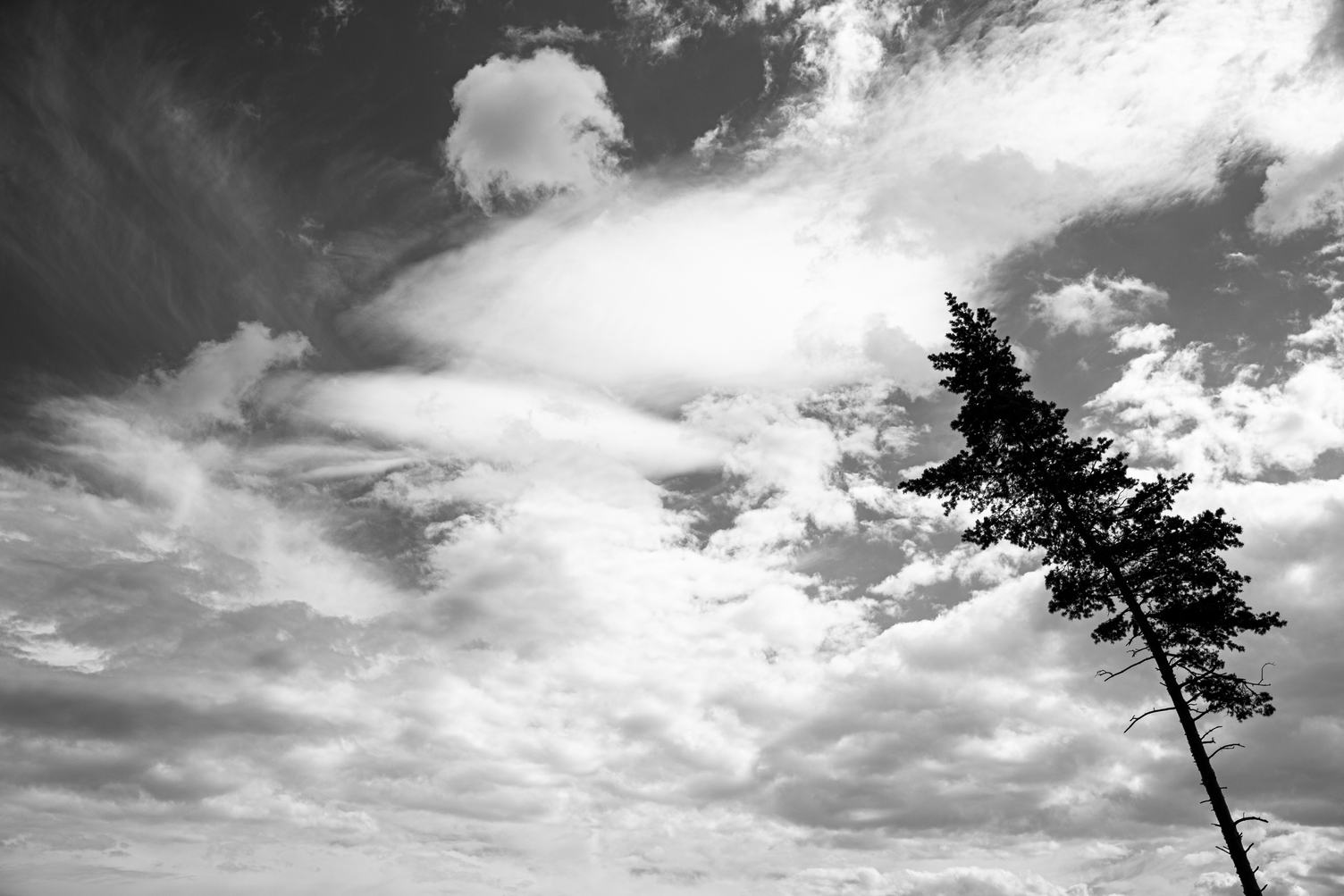 Free Photo: Tree on the Sky Background