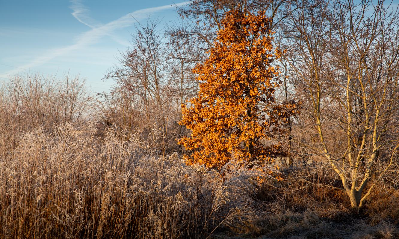 Free Photo: Tree with Red Leaves in Winter Meadow