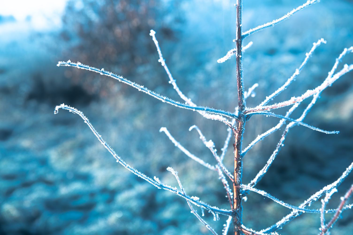 Free Photo: Frosted Branches