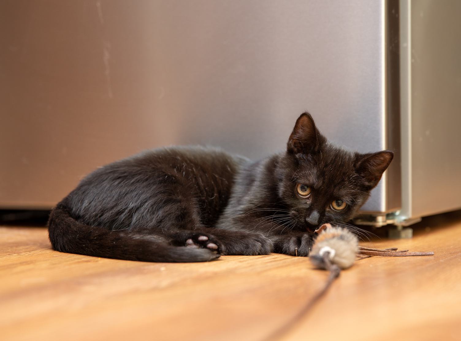 Free Photo: Little Black Cat with a Toy