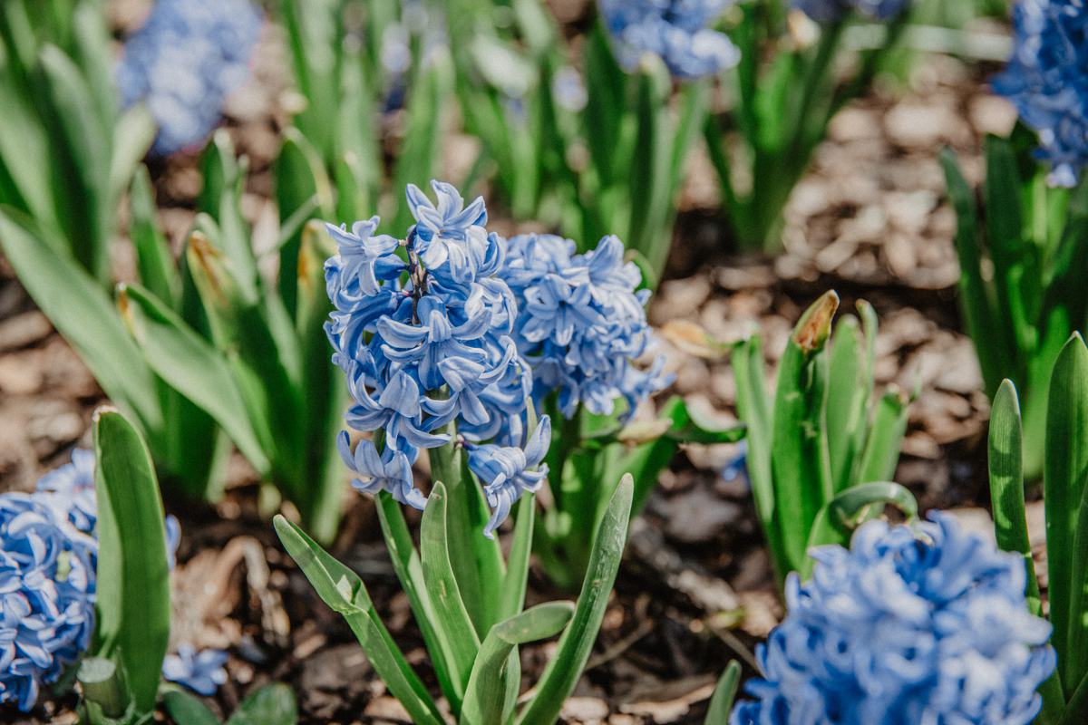 Free Photo: Spring Flower - Hyacinth